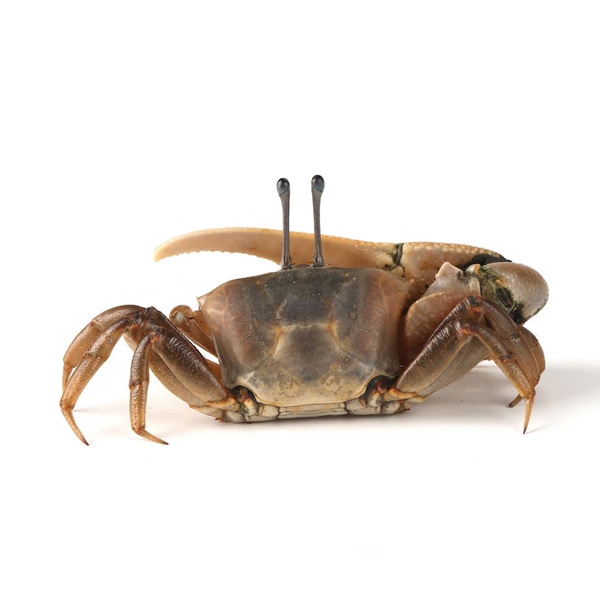 Crabs are decapod crustaceans fraorder - Quaestem Demo