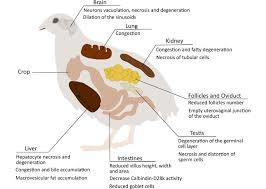 Quail - Quaestum Enterprises